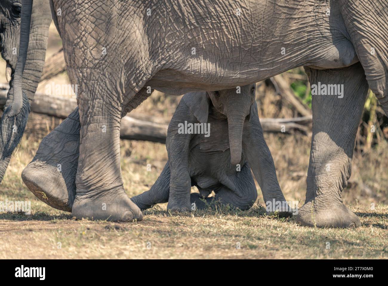 African bush elephant calf sits behind mother Stock Photo - Alamy