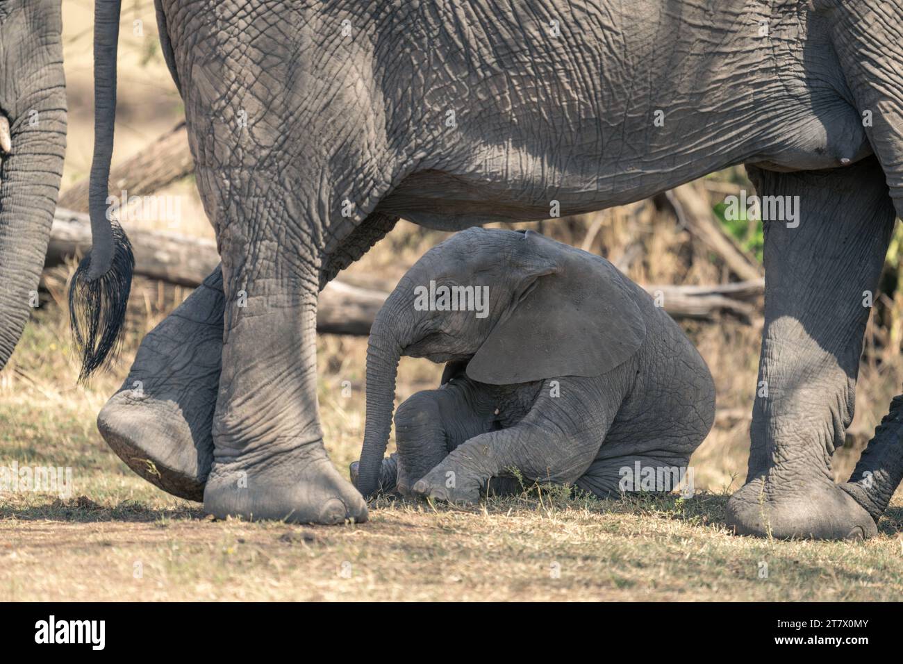 African bush elephant calf lying behind mother Stock Photo - Alamy