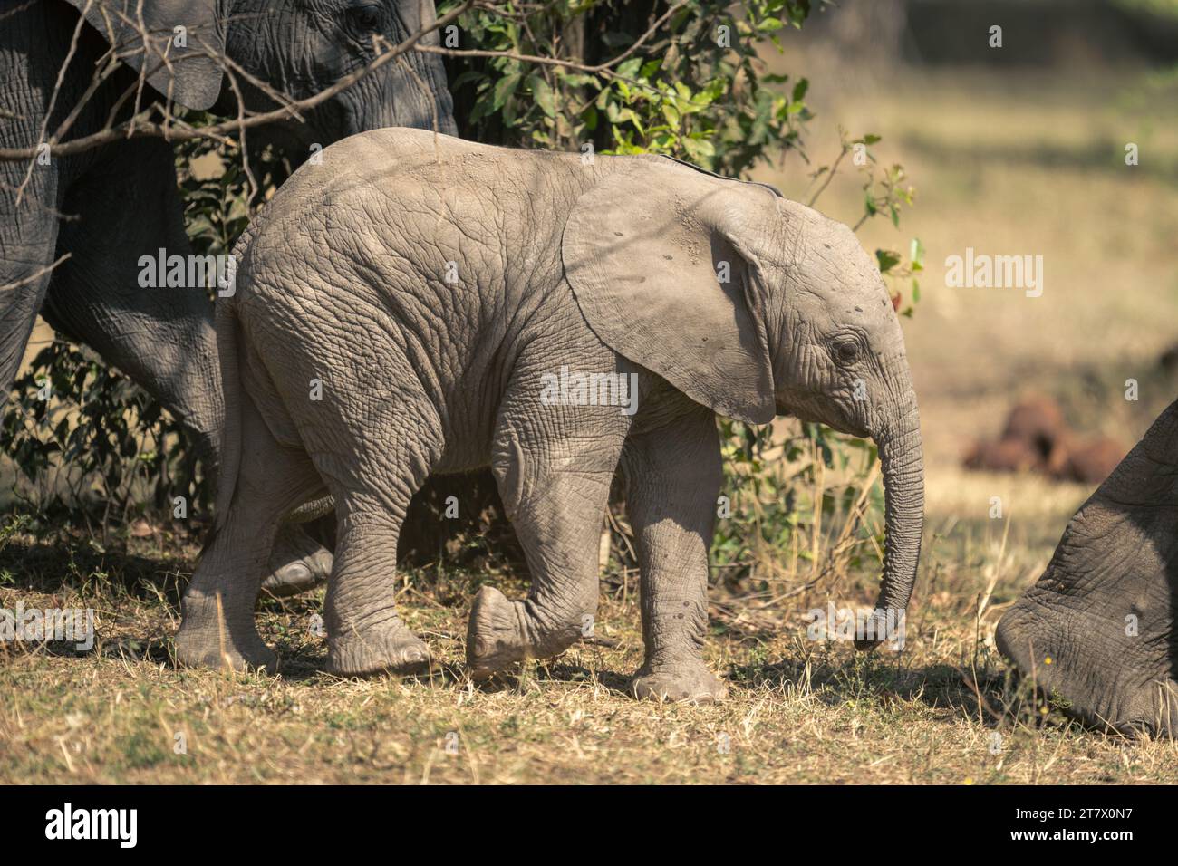 African bush elephant calf walks through savannah Stock Photo - Alamy