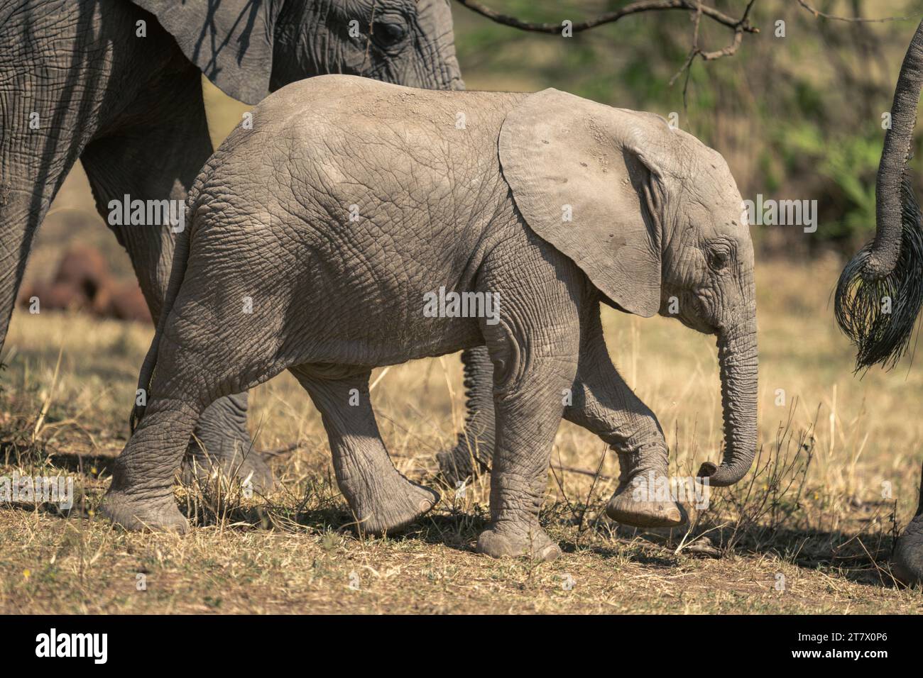 African bush elephant calf walks with herd Stock Photo - Alamy