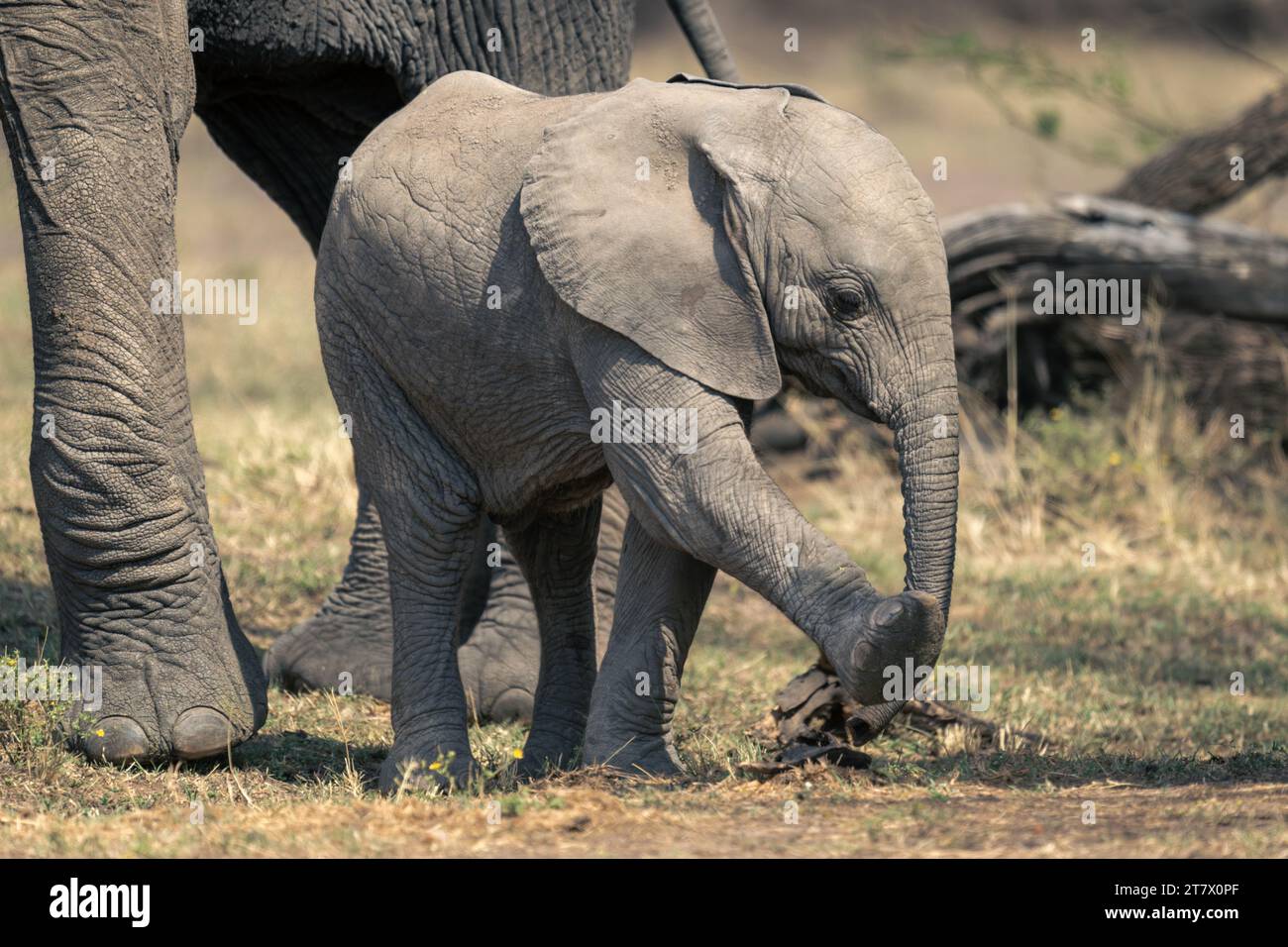 African bush elephant calf walks lifting forefoot Stock Photo - Alamy