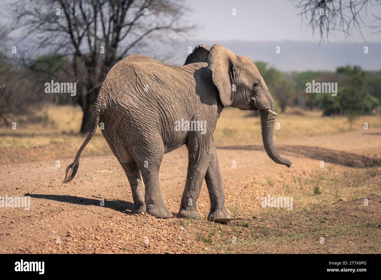 African elephant stands on track casting shadow Stock Photo - Alamy