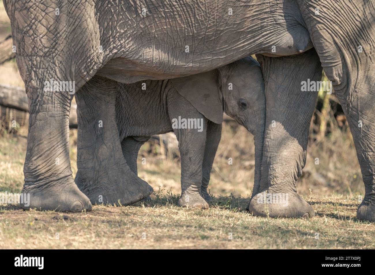 African bush elephant calf stands beside mother Stock Photo - Alamy
