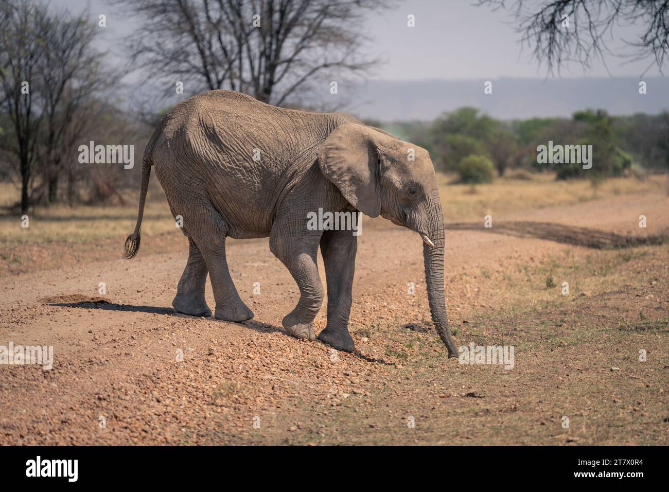 African elephant walks across track in sunshine Stock Photo - Alamy