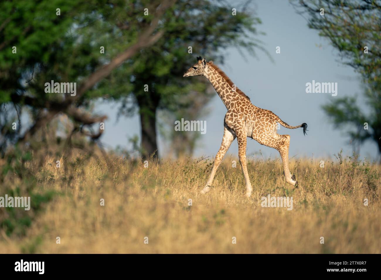 Baby Masai giraffe races across grassy clearing Stock Photo - Alamy