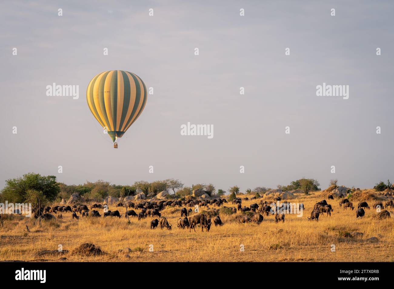 Balloon flies over grazing blue wildebeest herd Stock Photo - Alamy