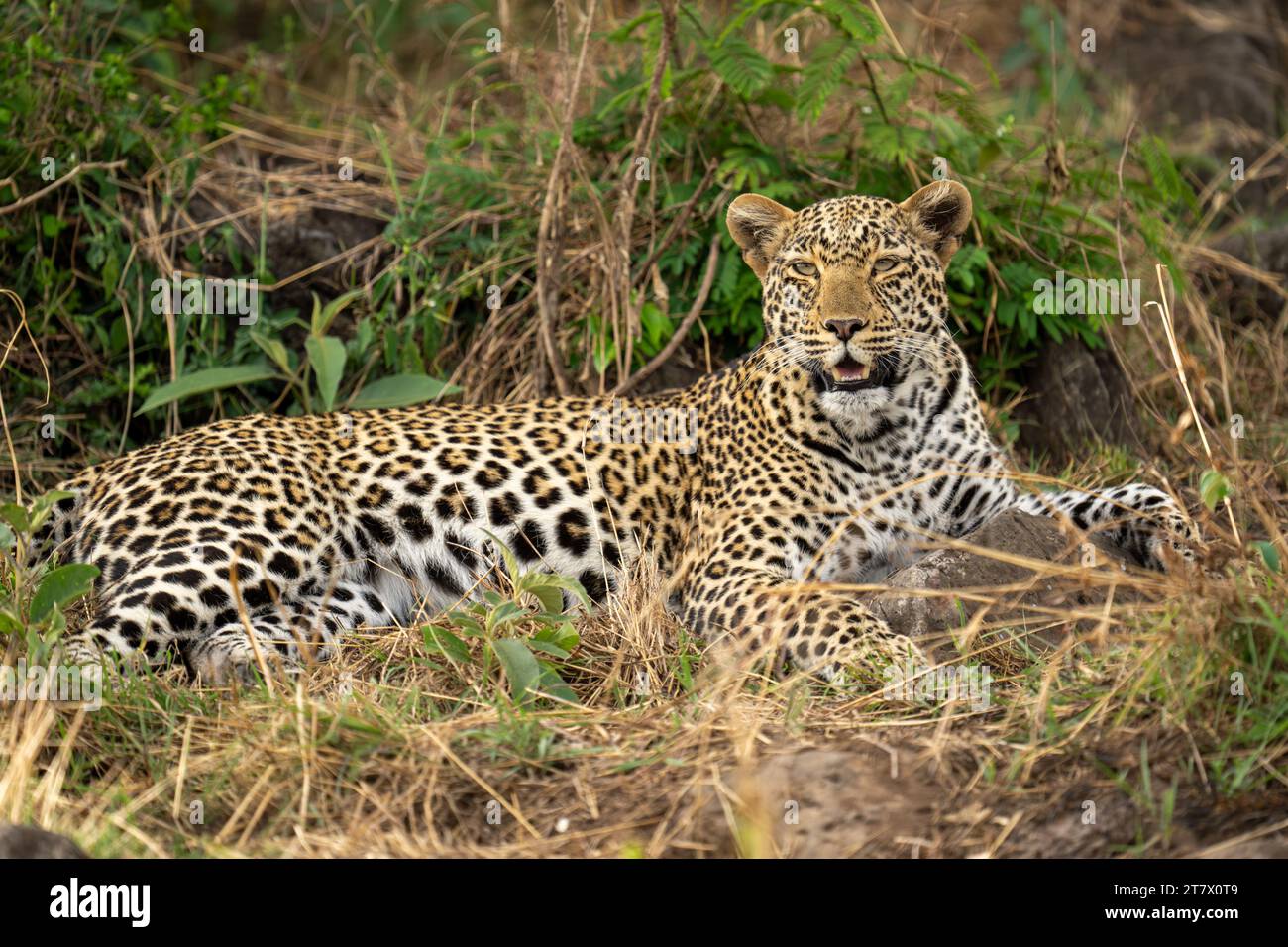 Female leopard lies in bushes watching camera Stock Photo - Alamy