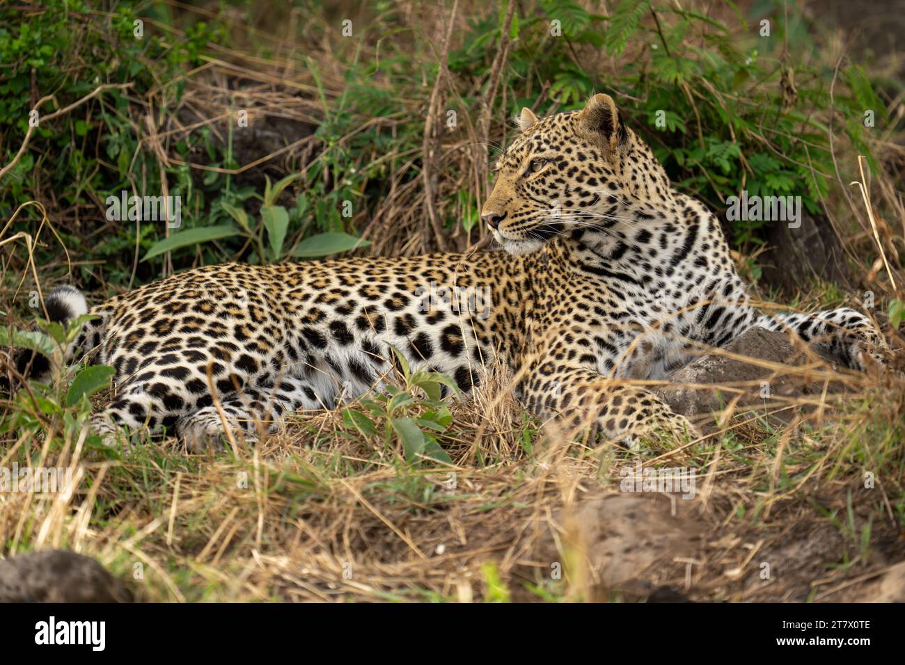 Female leopard lies in bushes looking back Stock Photo - Alamy