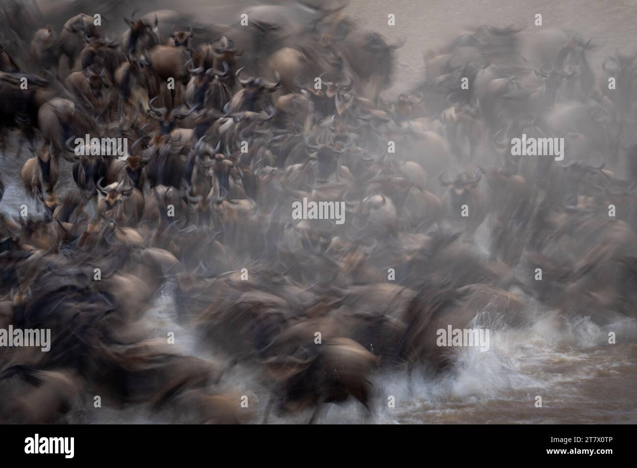 Wildebeest slow shutter speed hi-res stock photography and images - Alamy