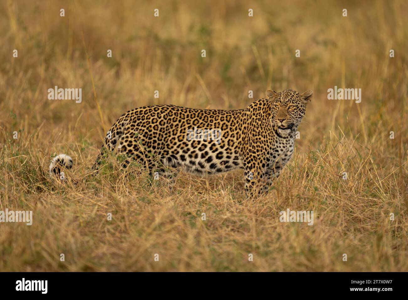 Female leopard stands in grass looking round Stock Photo - Alamy