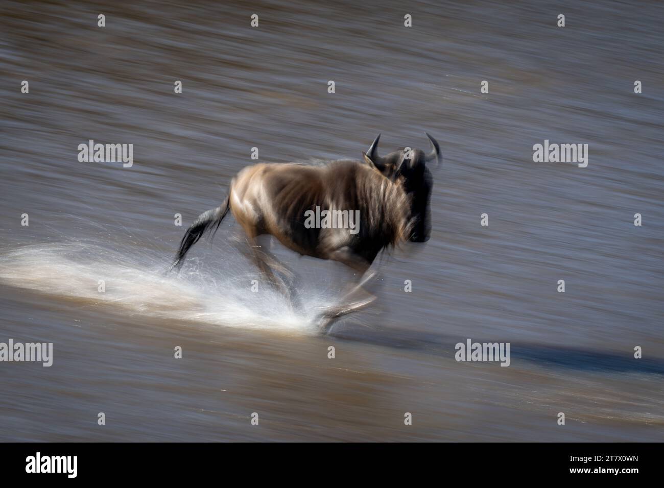 Slow pan of wildebeest galloping across waterway Stock Photo - Alamy