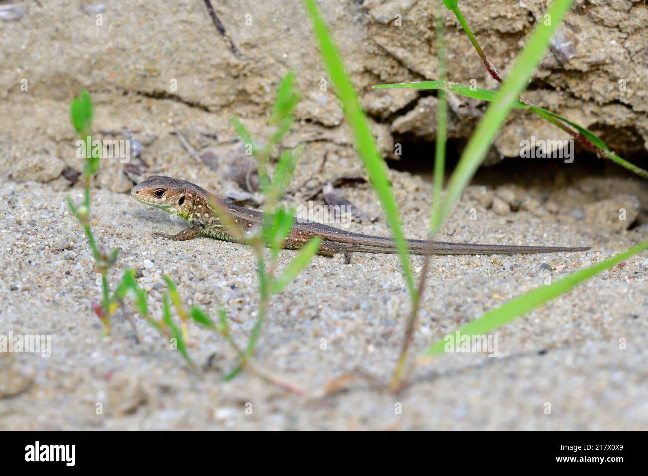 A baby of sand lizard comming from a sandy shelter on the river bank ...