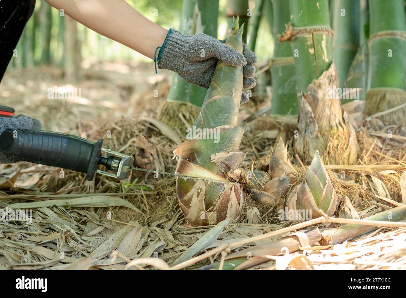 Farmer's hands are using a chainsaw to collect bamboo shoots Stock ...