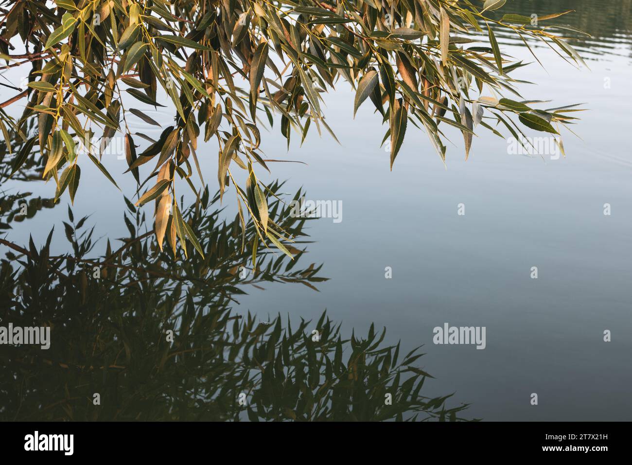 Greenery details hi-res stock photography and images - Alamy