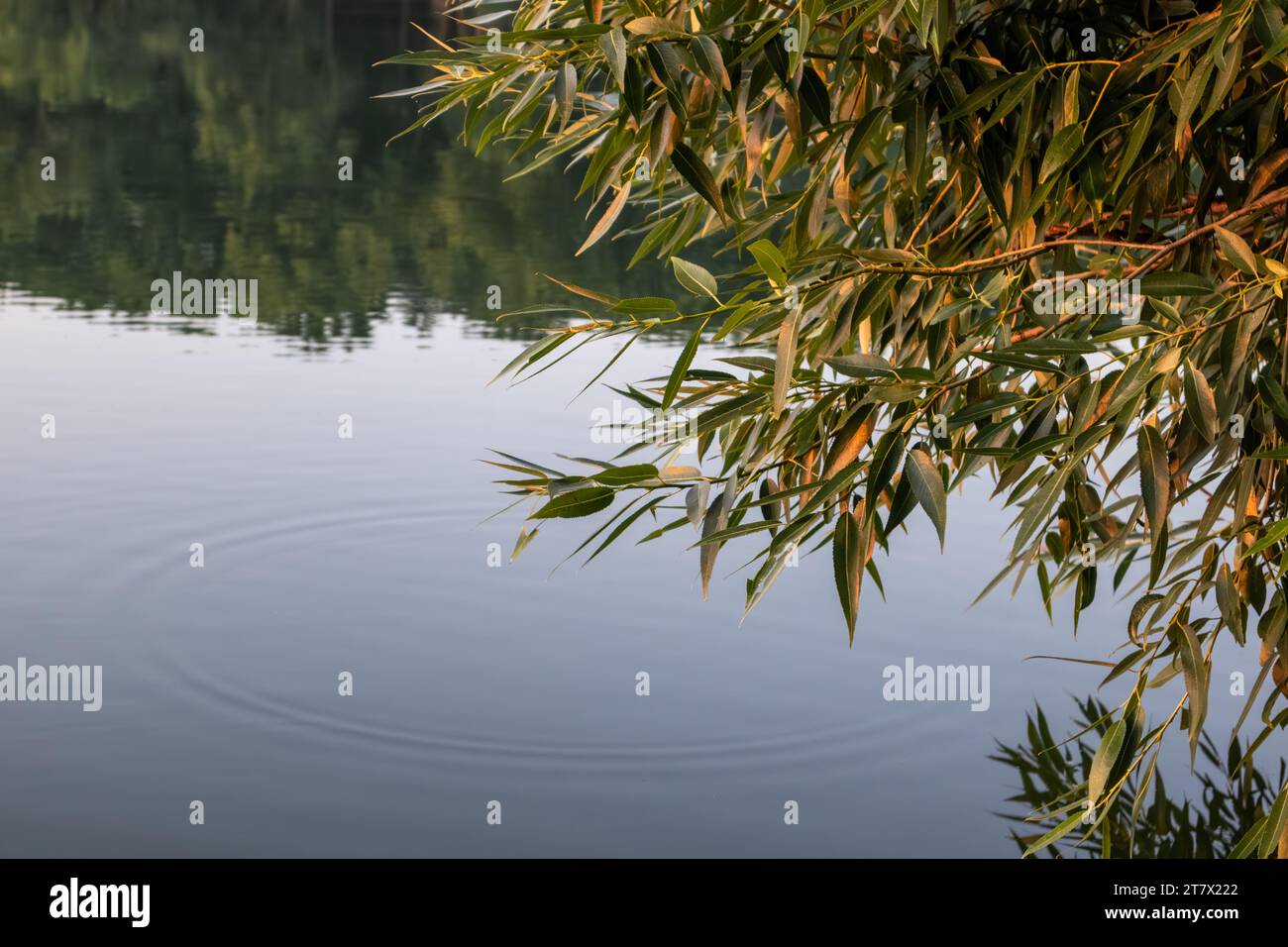 Green tree branch with leaves in warm morning light with reflection on ...