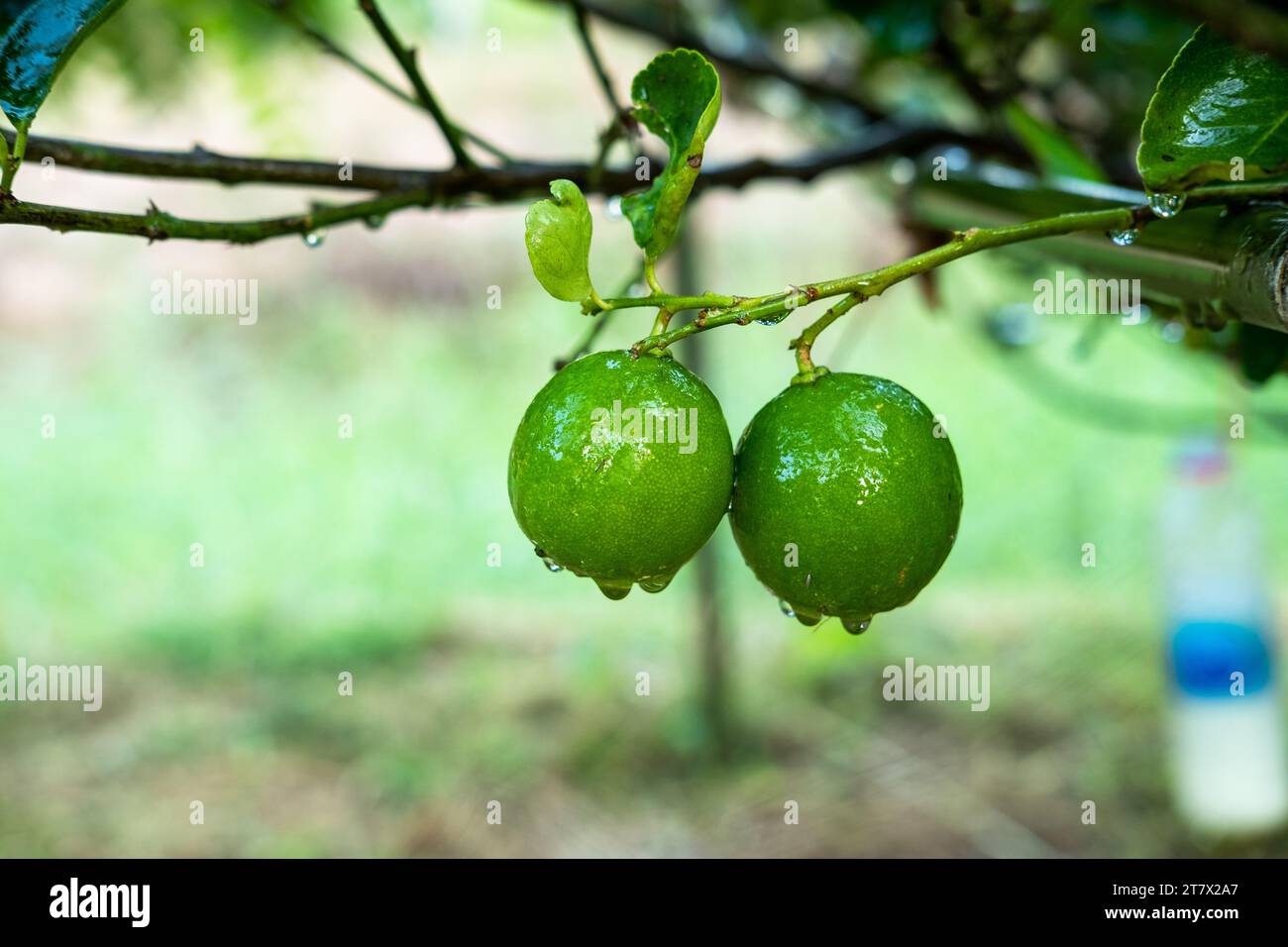 Watering fruit tree greenhouse hi-res stock photography and images - Alamy