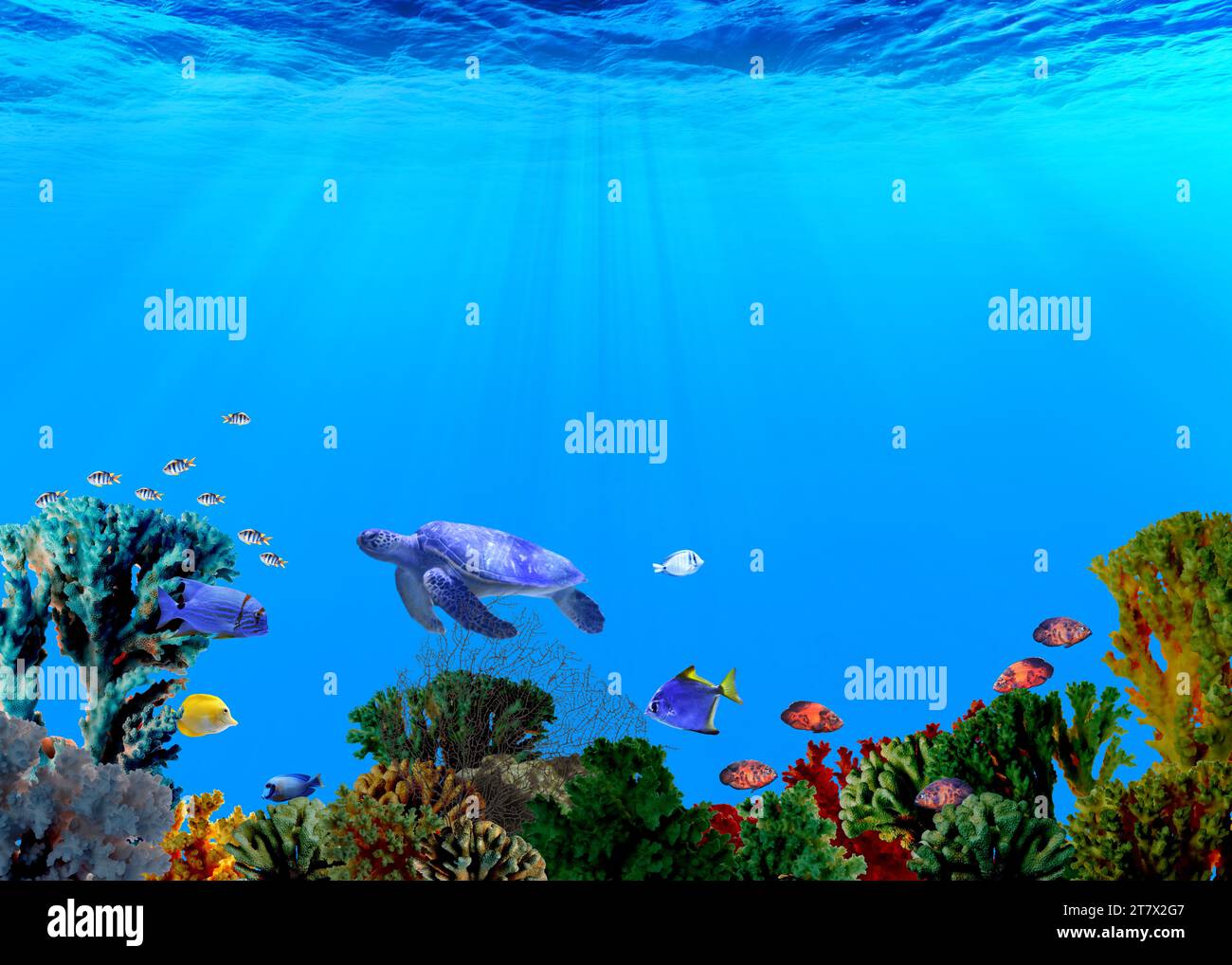 Beautiful corals, different fishes and turtle in sea. Underwater world ...