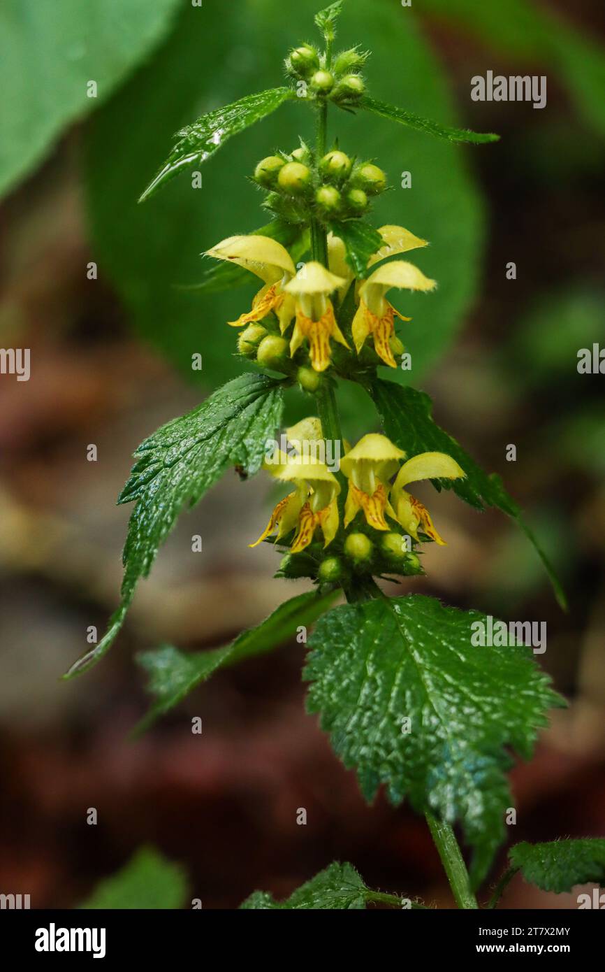 Yellow archangel (Lamium galeobdolon), golden dead-nettle, a spring ...