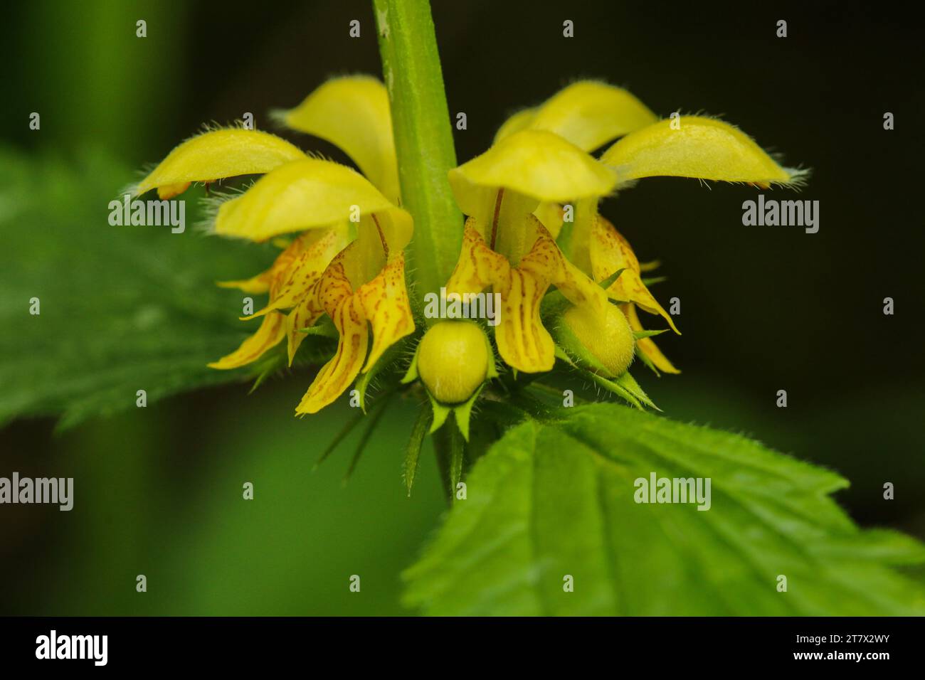 Yellow dead nettle hi-res stock photography and images - Alamy