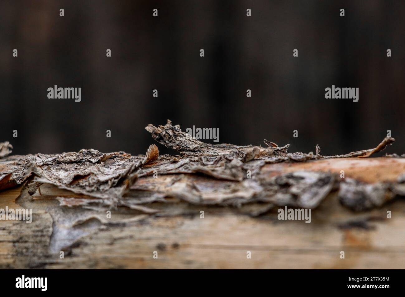 Macro Close Up Photography Curling Bark on Tree Fence Wood Stock Photo ...