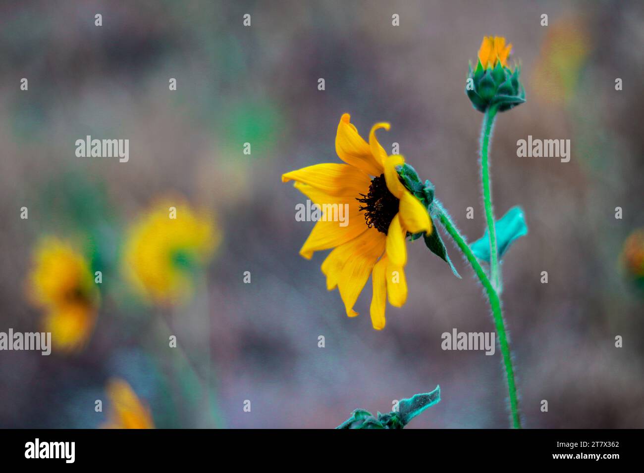 Cute sunflower hi-res stock photography and images - Alamy