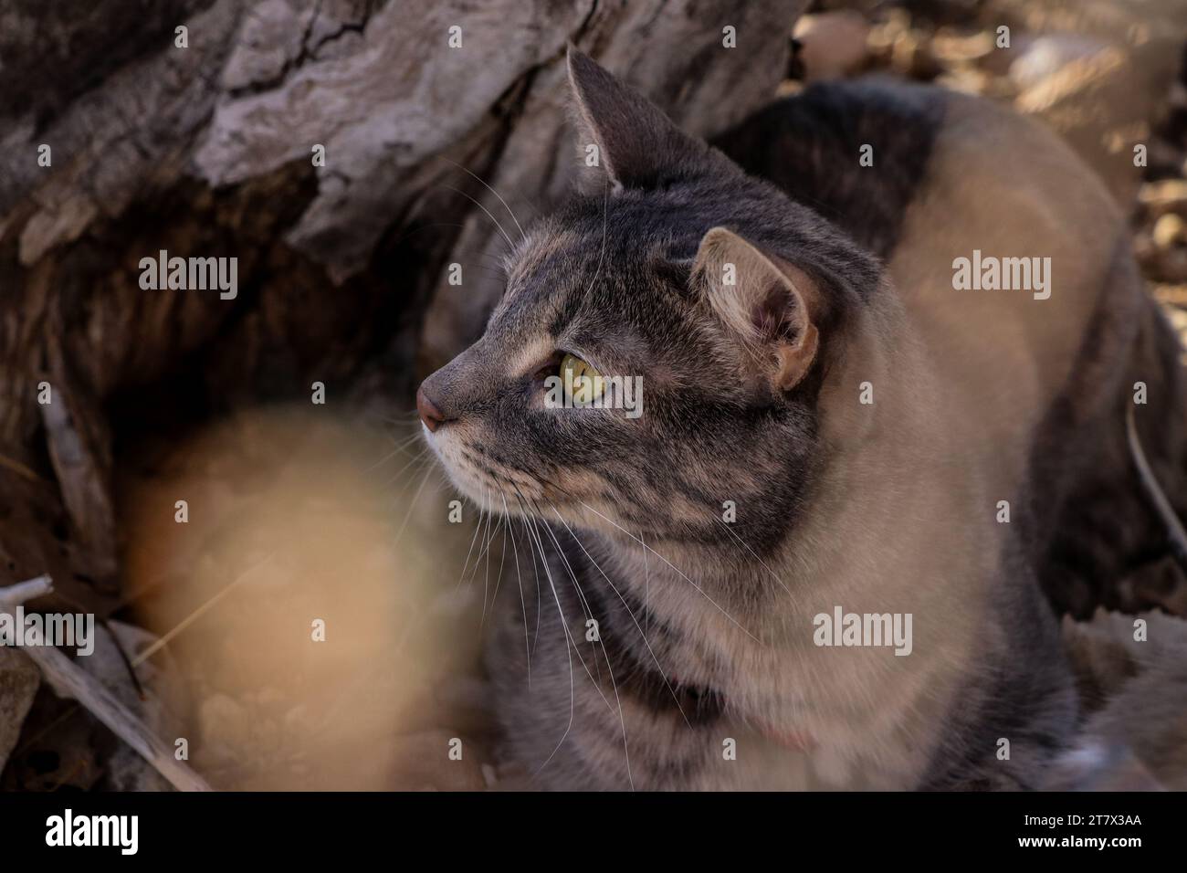 Tabby cat outside hi-res stock photography and images - Alamy