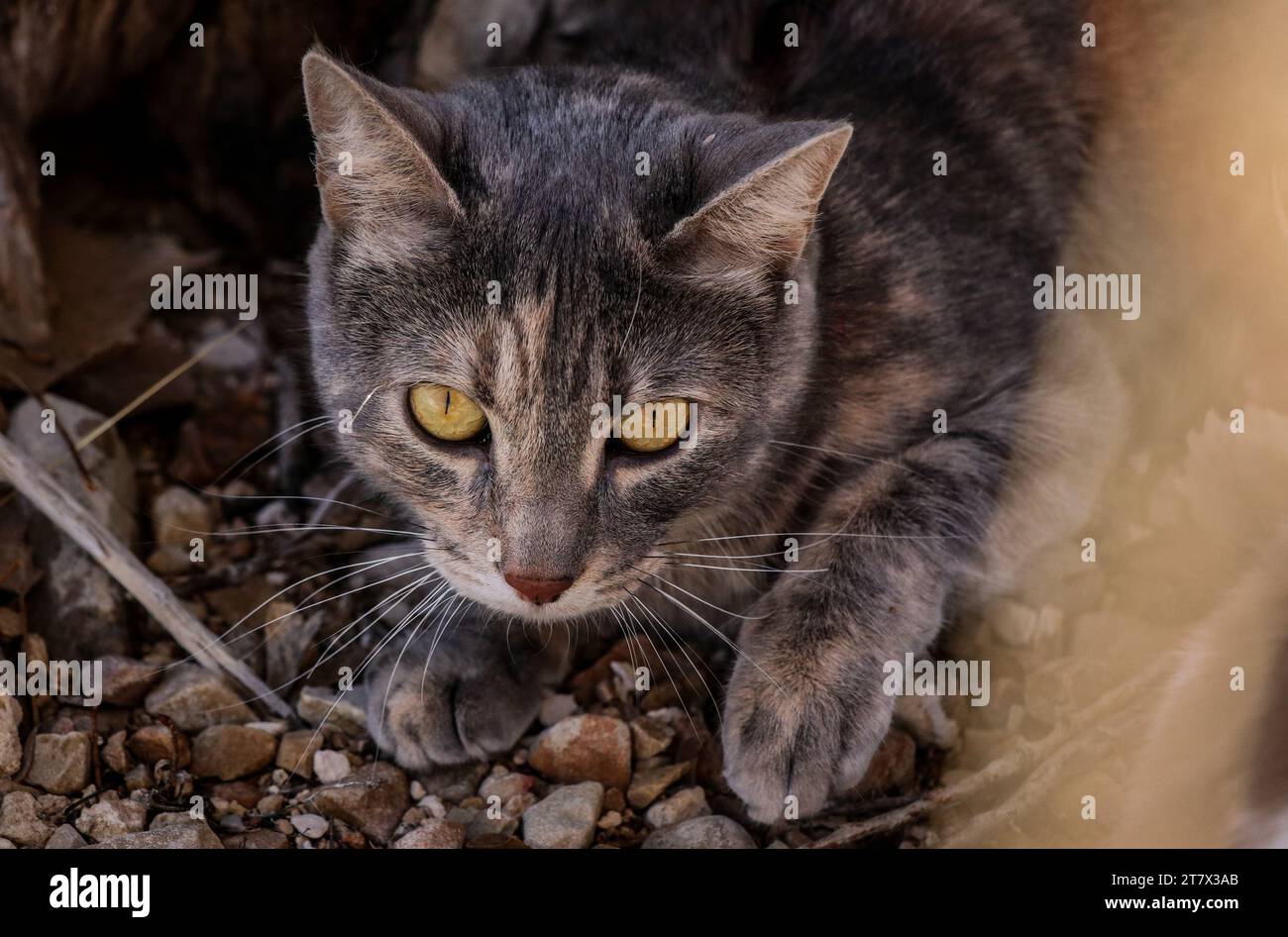Adorable Tabby Cat Outside by Tree Stock Photo - Alamy