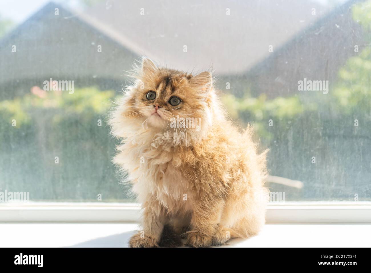 Kitten Fluffy Cat Orange Hairy Furry Sunbathing Sitting in Home Window ...