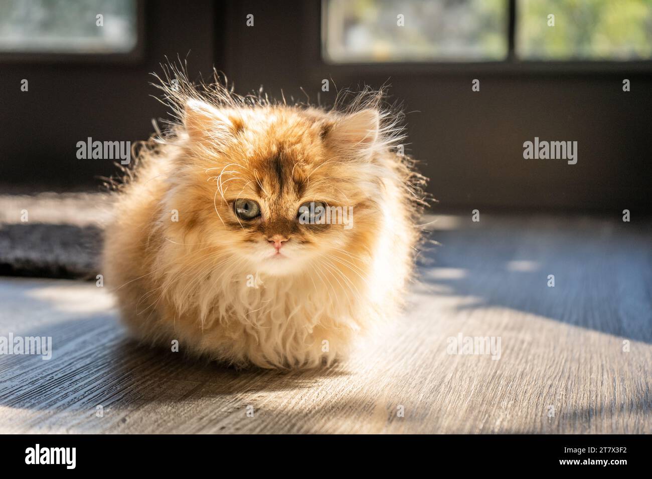 Very Fluffy Fluffball Orange Scottish Fold Straight Cat Kitten Loaf ...