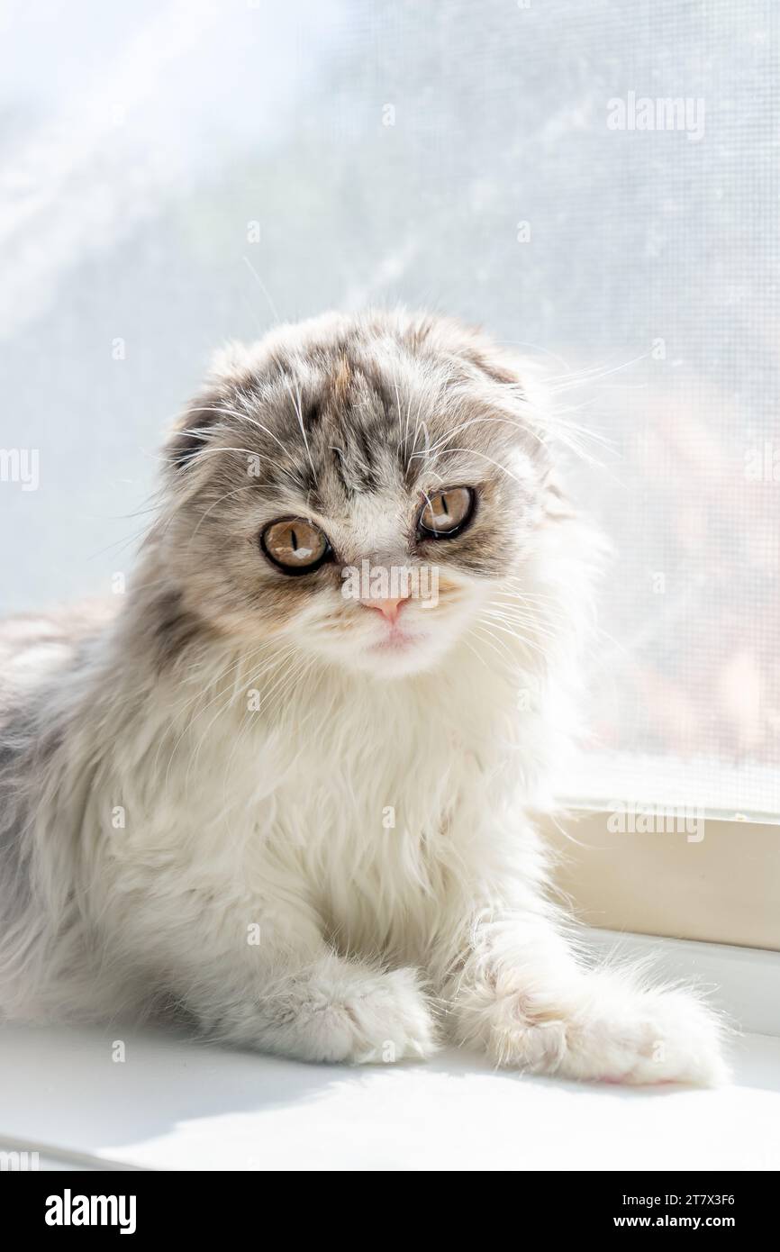 Scottish Fold Calico Kitten in Windowsill Scrunched Face Stock Photo ...