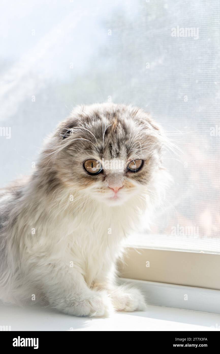 Scottish Fold Calico Kitten in Windowsill Scrunched Face Stock Photo ...