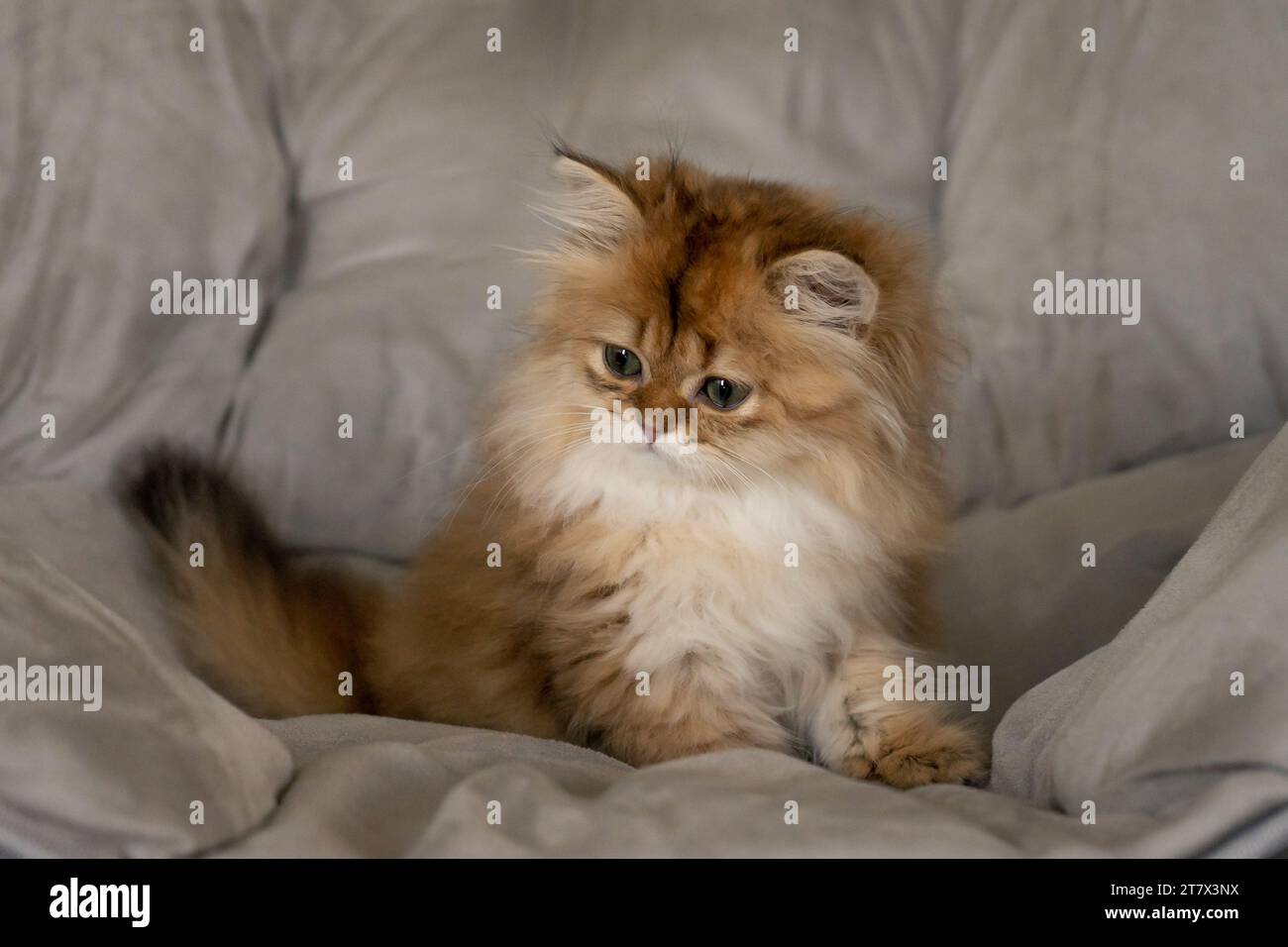 Fluffy Kitten Baby in Chair Adorable Portrait Sitting Stock Photo - Alamy