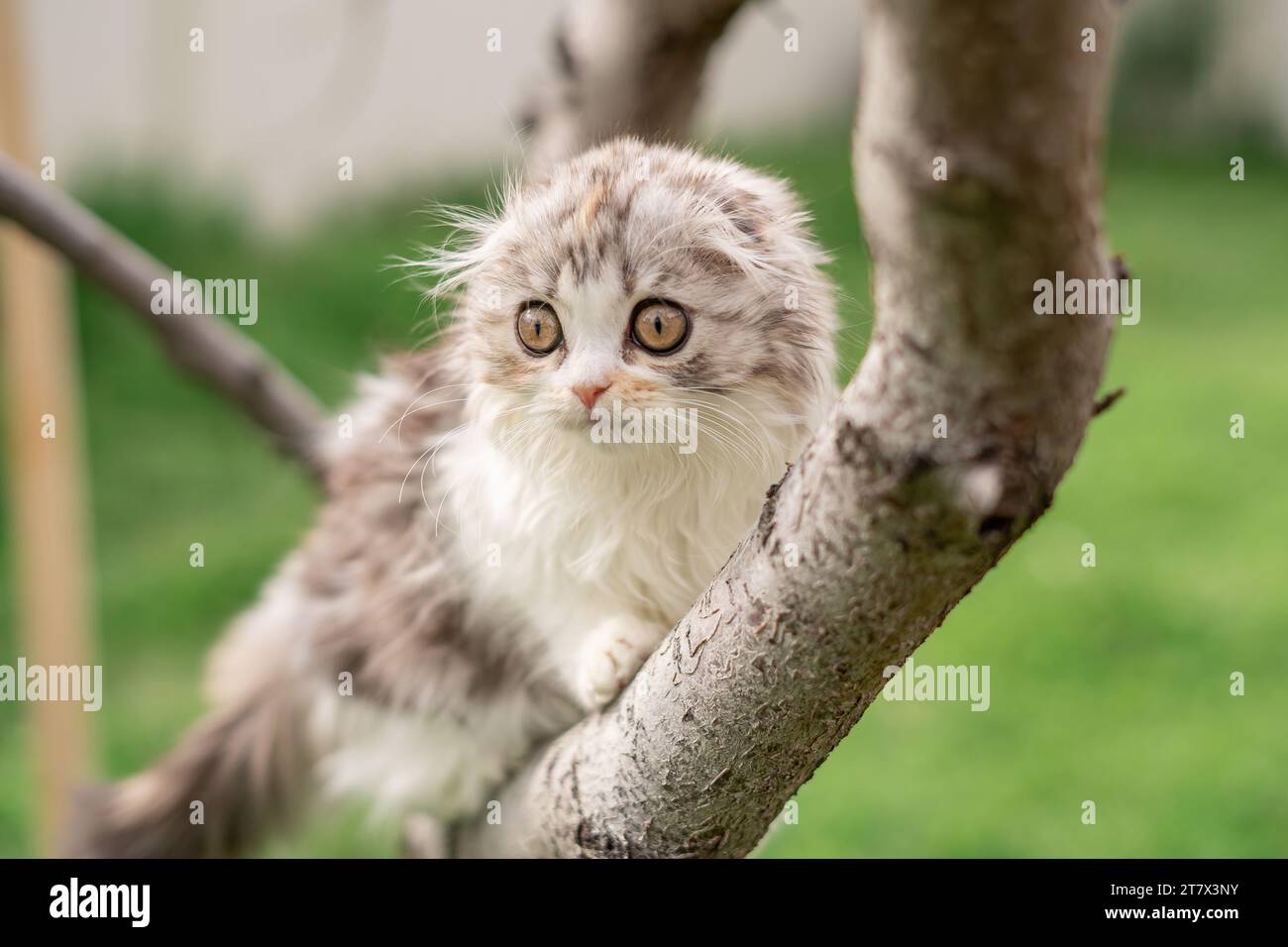 Scottish Fold Kitten Cat Calico Outside In Tree Wide Eyes Stock Photo ...