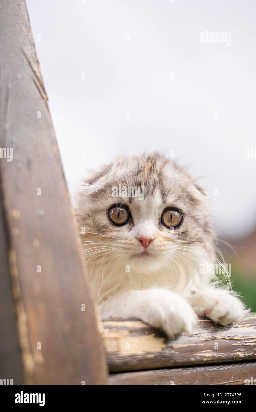 Scottish Fold Kitten Cat Calico Outside Portrait Wide Eyed Shot Stock ...