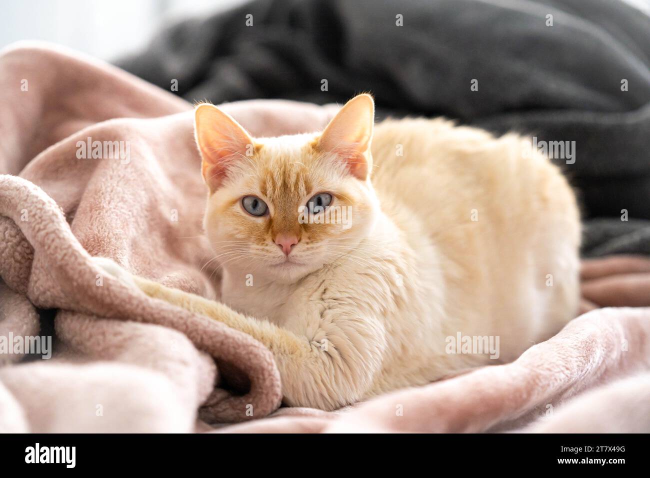 Flame Point Siamese White Cat Cuddled on Pink Blanket Stock Photo - Alamy