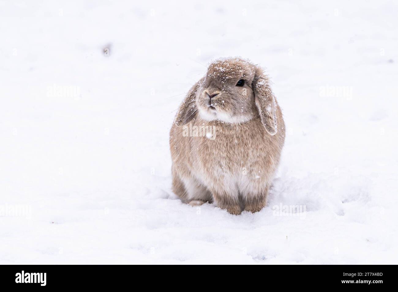 Little Brown Holland Lop Bunny Outside in Snow Stock Photo - Alamy