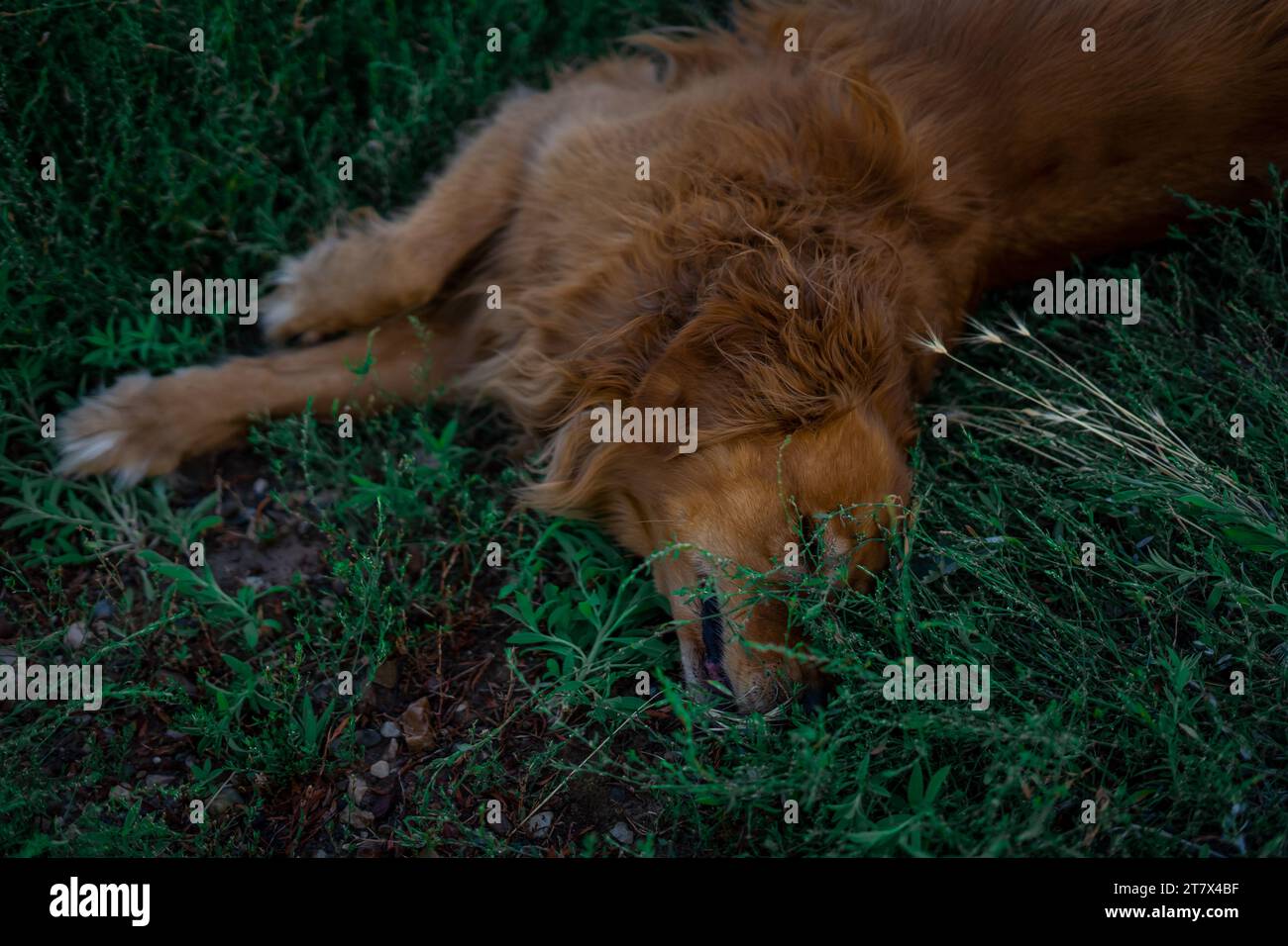 Dog Laying On Green Ground Stock Photo - Alamy