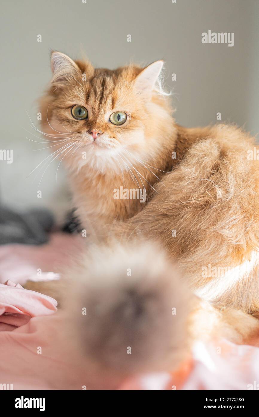 Orange and Cream Long Hair Scottish Fold Straight Cat Kitten Close up ...