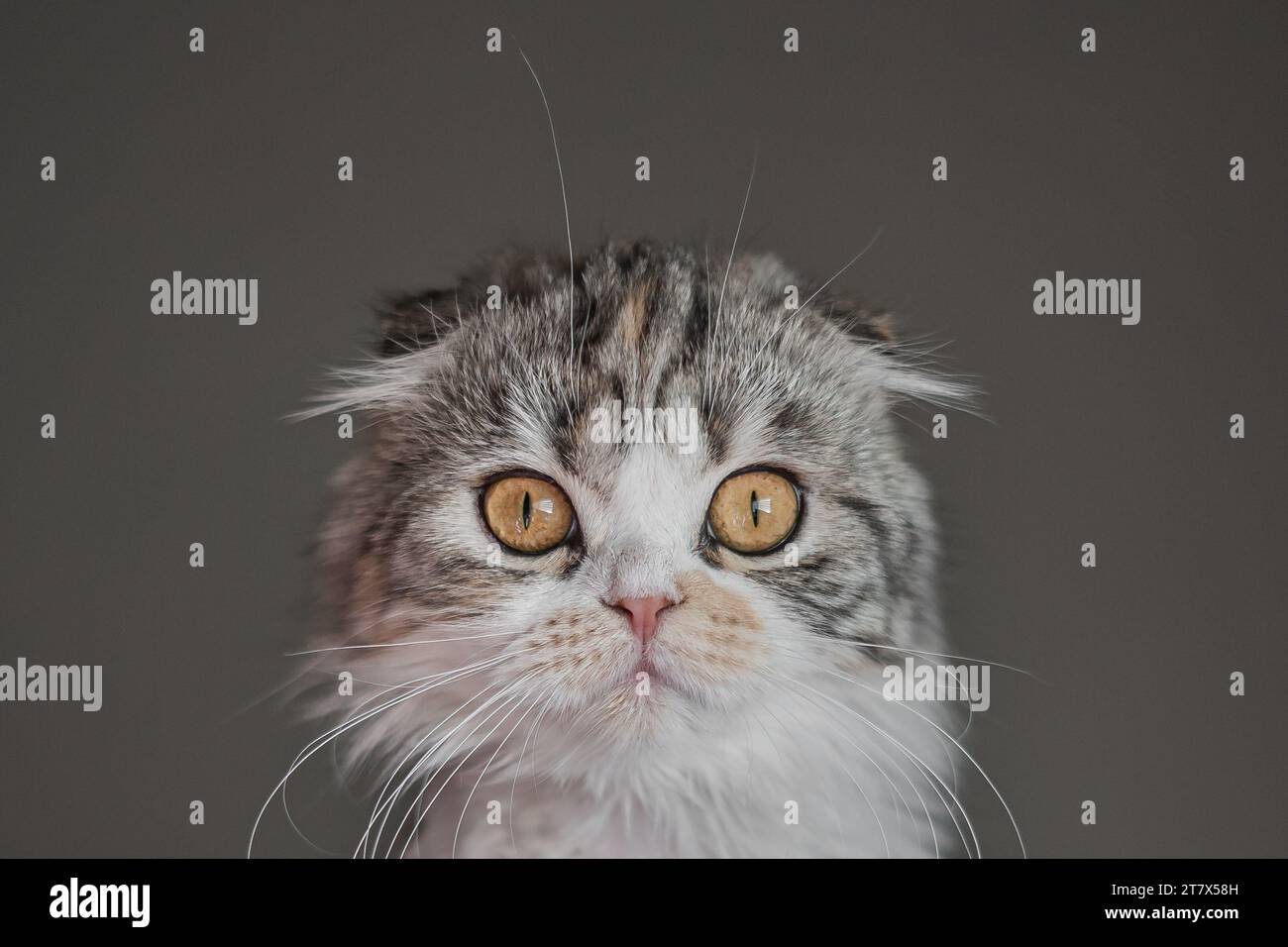 Scottish Fold Calico Kitten Cat Portrait Close up Gray Background Stock ...
