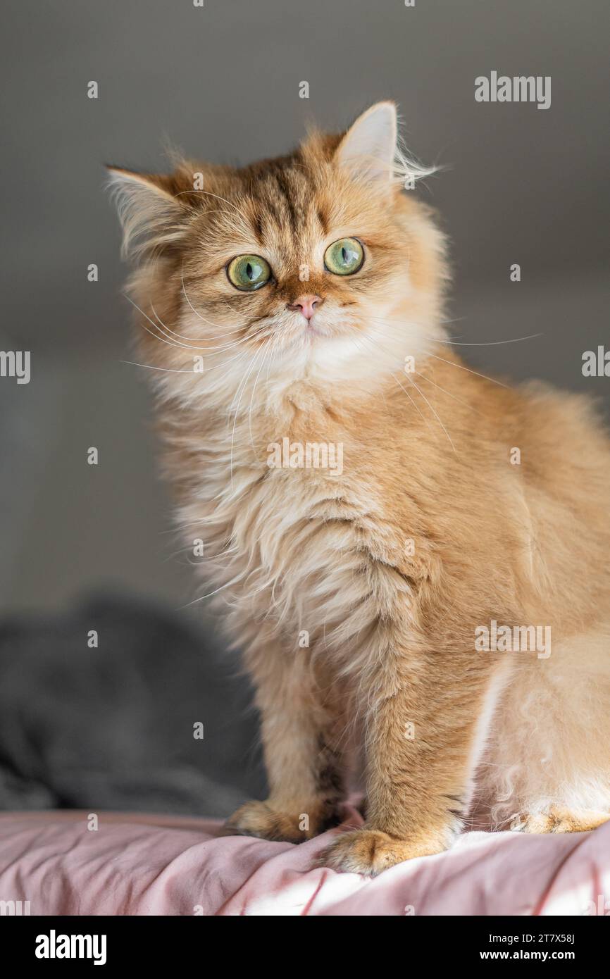 Orange and Cream Long Hair Scottish Fold Straight Cat Kitten Close up ...