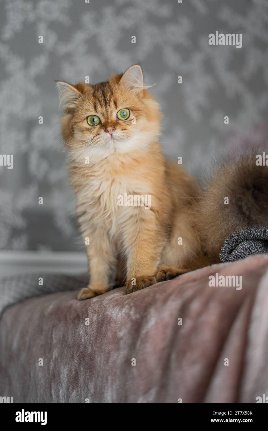 Orange and Cream Long Hair Scottish Fold Straight Cat Kitten Close up ...