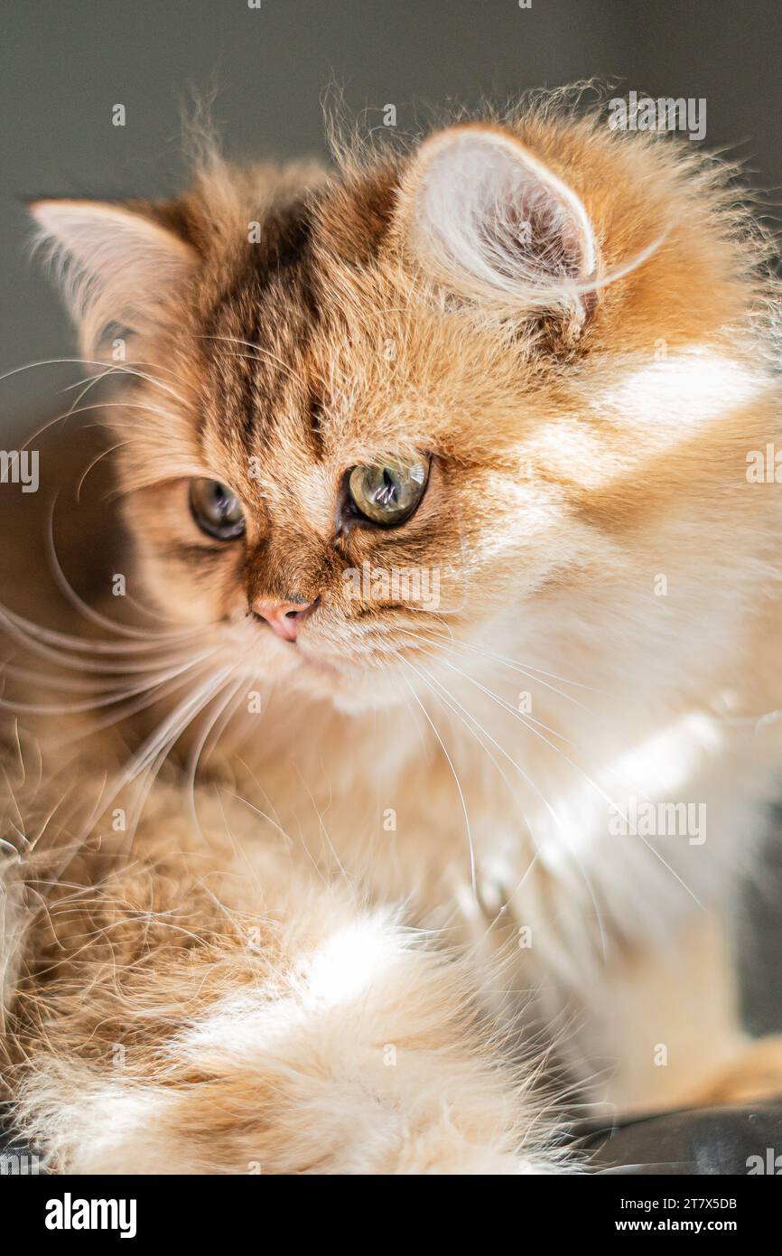 Orange and Cream Long Hair Scottish Fold Straight Cat Kitten Close up ...