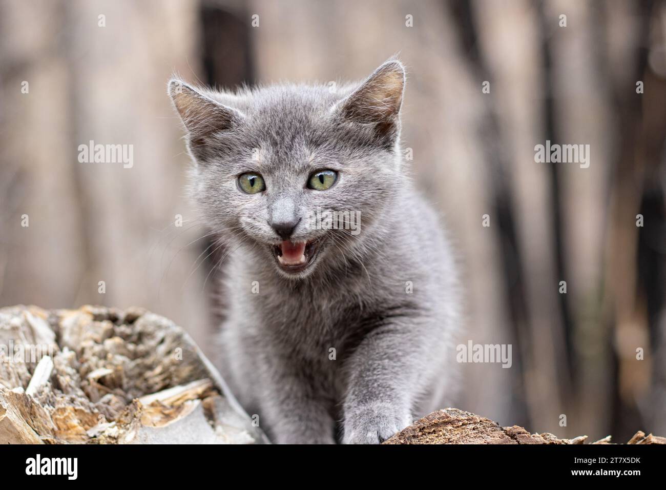 Gray Feline Kitten Cat Green Eyes Outside Portrait Trees Forest Log ...
