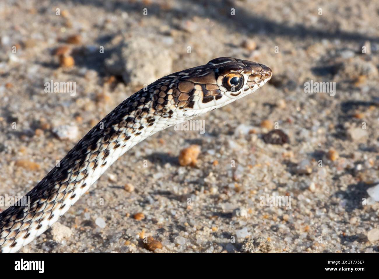 A Cape Sand Snake (Psammophis leightoni), a mildly venomous species ...