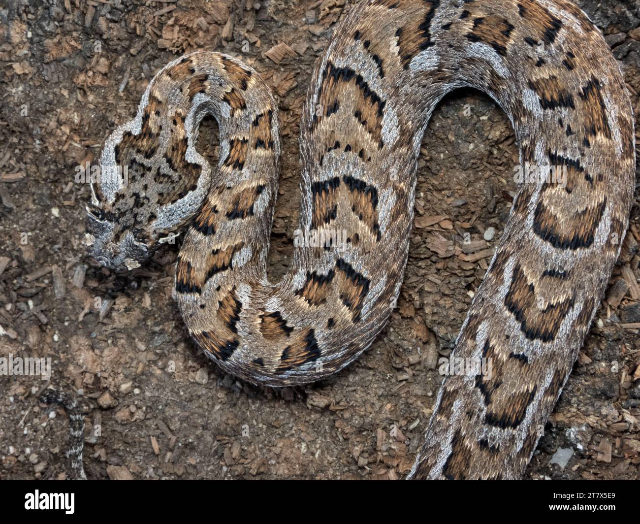 A Horned Adder (Bitis caudalis), a venomous species from South Africa ...
