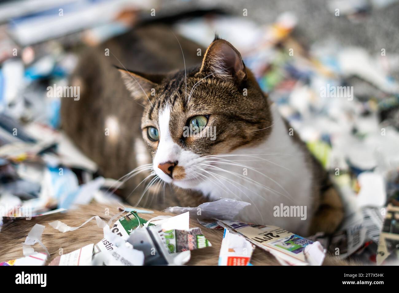 Shred paper hi-res stock photography and images - Alamy