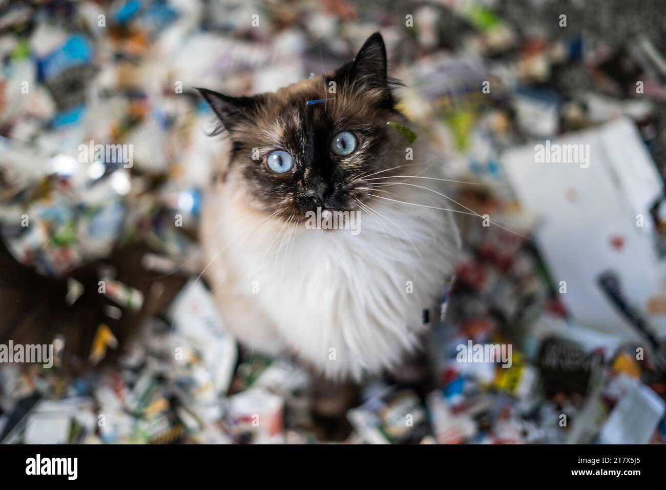 Cat Mess Destroy Shred Paper Naughty Feline Siamese Ragdoll Portrait ...
