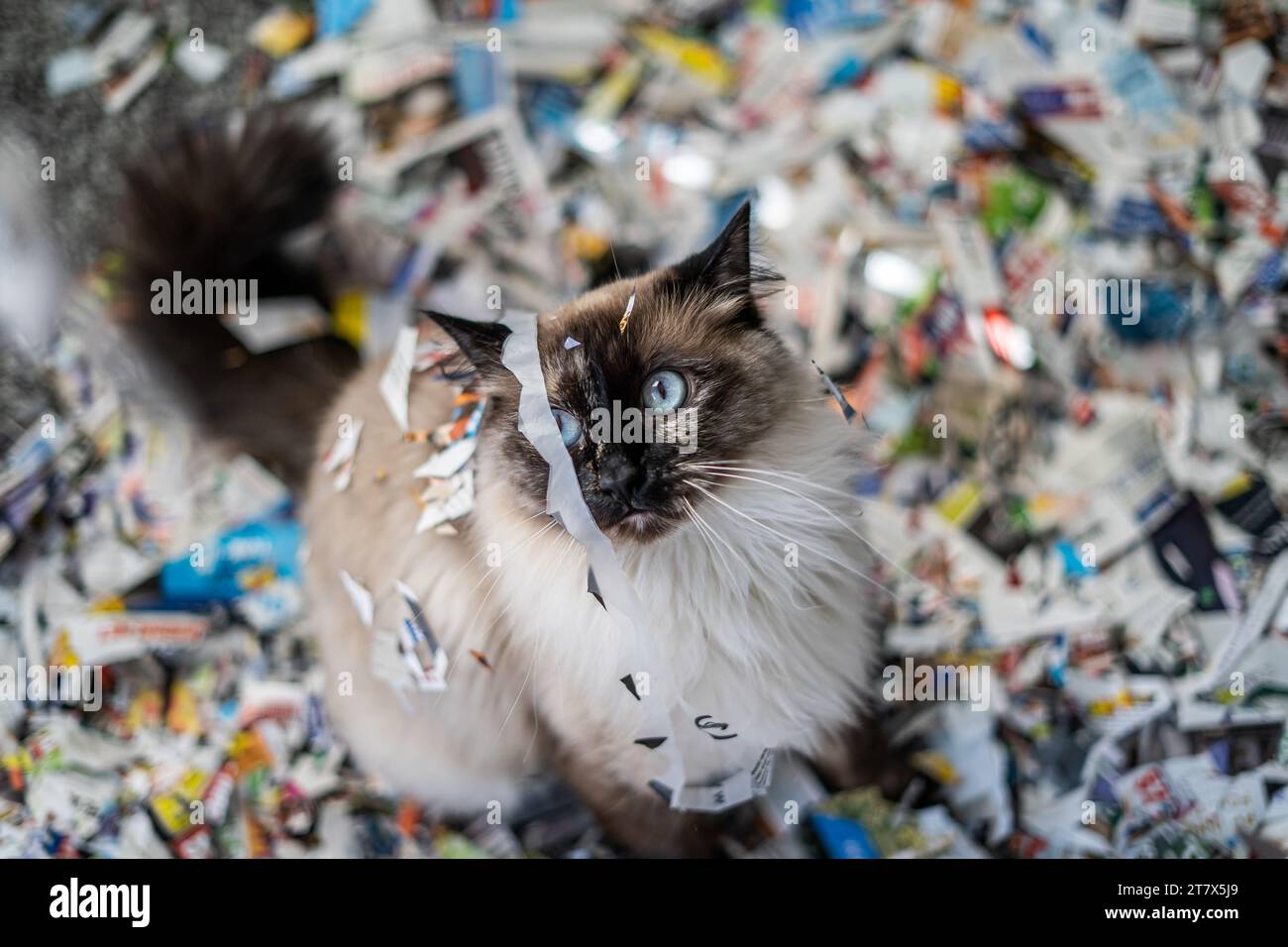 Cat Mess Destroy Shred Paper Naughty Feline Siamese Ragdoll Portrait ...