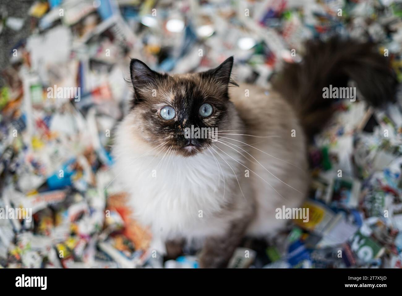 Cat Mess Destroy Shred Paper Naughty Feline Siamese Ragdoll Portrait ...