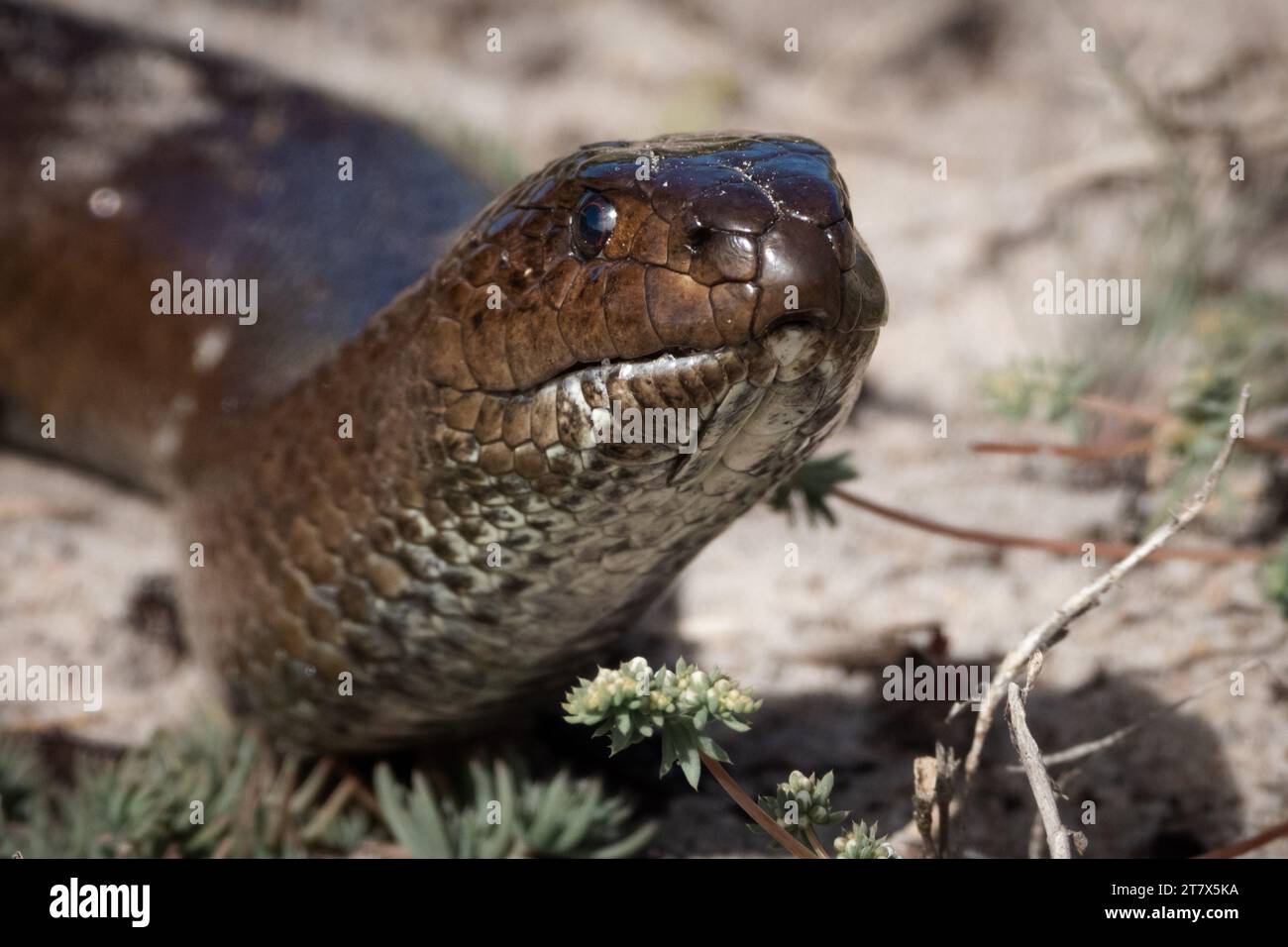 A close-up shot of a Mole Snake (Pseudaspis cana), a non-venomous ...